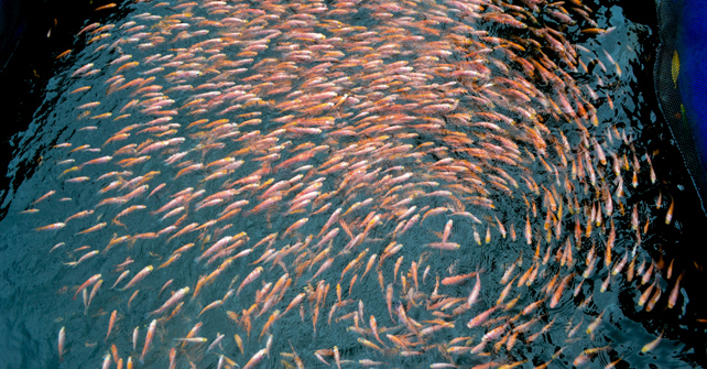 Madugaga Lagoon Safari - Hotel Thai Lanka - Hikkaduwa